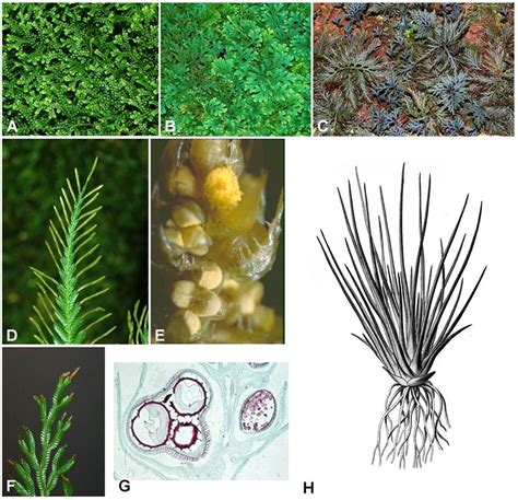 Lycophytes Diversité Polysporangiophytes Et Trachéophytes Diversité Et Classification Des
