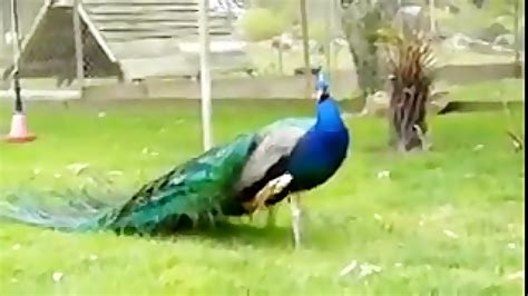 فیلم باز شدن پر های طاووس