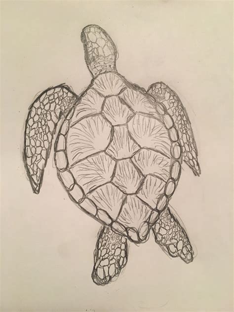 Another Sea Turtle Sketch Sketch Ideas Sketches Easy Drawing Sketches