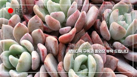 다육이키핑장 이웃님 3탄 감탄 ~ Youtube