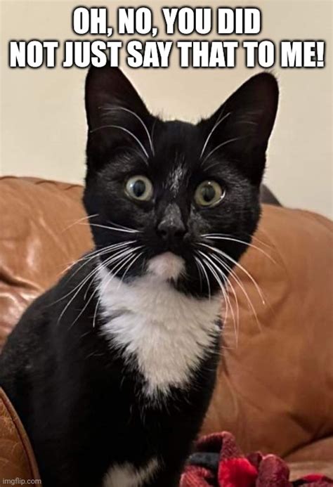 Oh No You Didnt Cat Meme My Uncles Meme Stash On X Oh No Why Dont