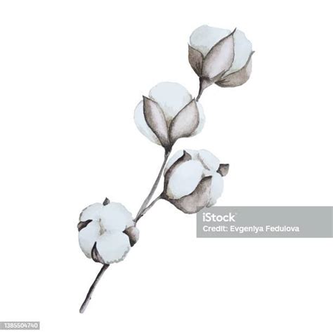 수채화로 그려진 면꽃이 있는 가지 흰색 배경에 분리된 벡터 이미지 0명에 대한 스톡 벡터 아트 및 기타 이미지 0명 꽃 나무 꽃 식물 Istock