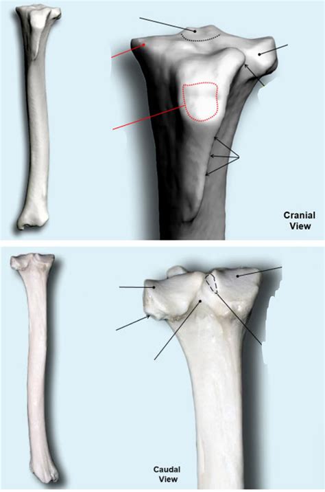Tibia Anatomy Diagram Quizlet