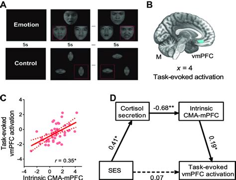 Lower Socioeconomic Status Ses And Cortisol Secretion Affect Download Scientific Diagram