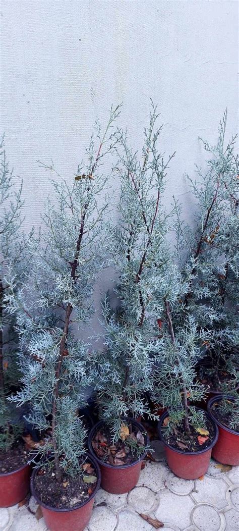 Arizonski čempres Cupressus Arizonica Rasadnik Cvjetićanin