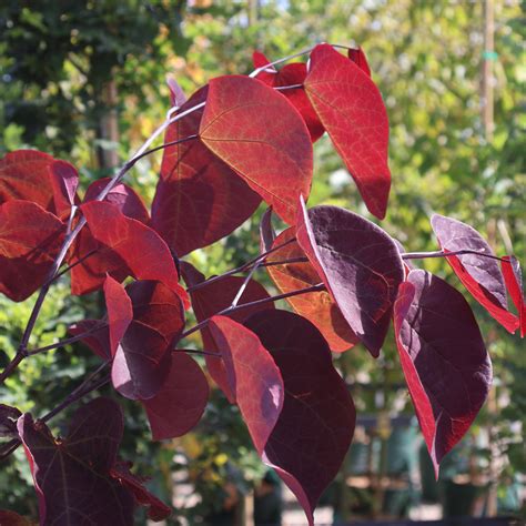 9 Best Feature Tree Options To Transform Your Garden Evergreen Trees Direct