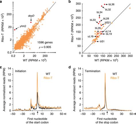 Ribo Seq Analysis Of Translation In The Ribo T Cells A Expression Of
