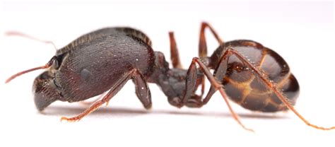 Largest Pheidole Species Currently Known Pheidole Rhea R Antkeeping