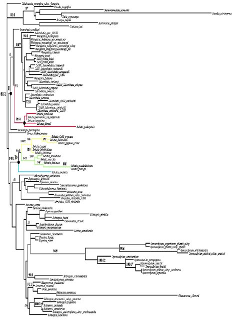 Maximum Likelihood Tree Obtained With Garlic Package Bayesian Support