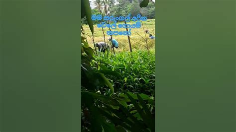 ගොයම් කපනවා 😀 Youtube