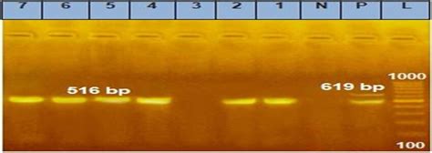 Antimicrobial Susceptibility Download Scientific Diagram