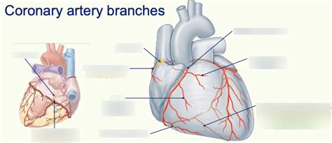 Coronary Artery Branches Diagram Quizlet