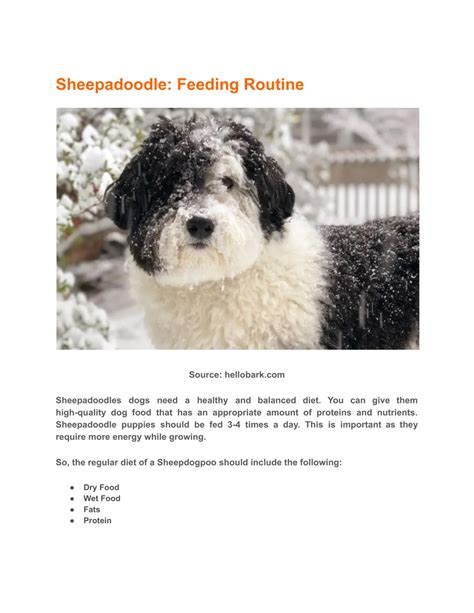 Ppt Sheepadoodle Dog Breed History Characteristics Facts Care