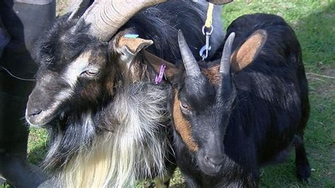 Suffolk girl, five, in stolen pygmy goat plea - BBC News
