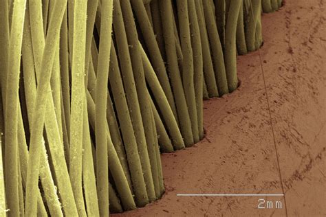 21 Fascinating Microscopic Images That Will Blow Your Mind