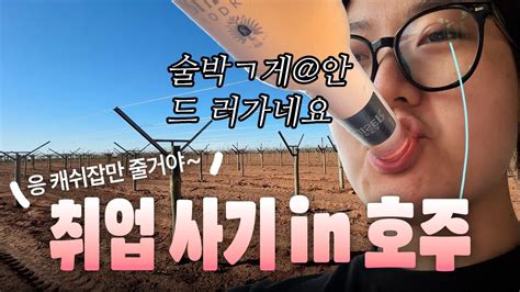 🇦🇺호주워홀 컨트랙터 믿고 지역이동 했더니 캐쉬잡만 준 썰 푼다 Youtube