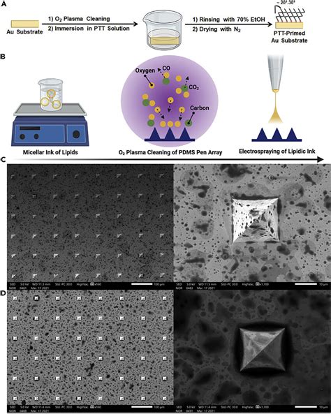 Preparation Of Ptt Primed Au Substrate And The Inked Pen Array A D Download Scientific