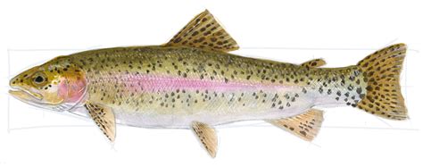 How To Draw A Trout Step By Step John Muir Laws