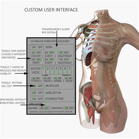 근육 해부학 여성 몸통 3d 모델 249 Fbx Obj Ma Free3d
