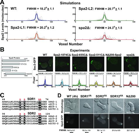 Polarisome Phenotypes Of Spa2 Mutants A Full Width At Half Maximum Download Scientific
