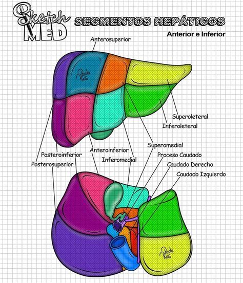 Sketch Med Paola Rios En Instagram “👩🏻‍⚕️♥️📓 Segmentos Hepaticos ¡quienes Quieren Ser