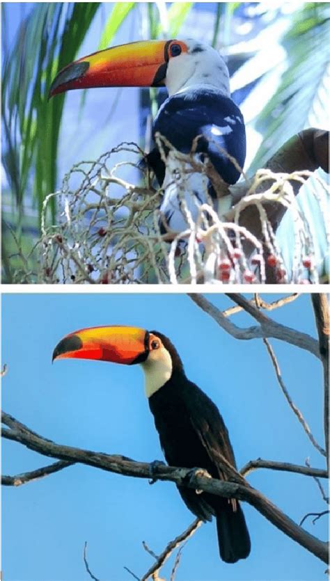 Partial Leucism In Toco Toucan Individual From An Urban Area Of The Download Scientific Diagram