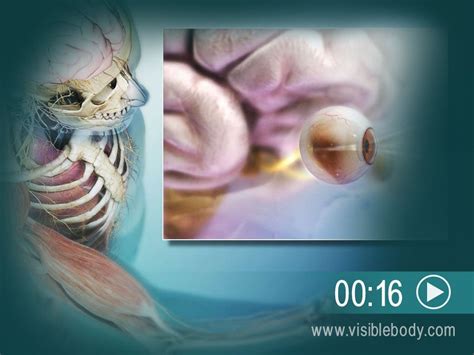 Nervous System Overview
