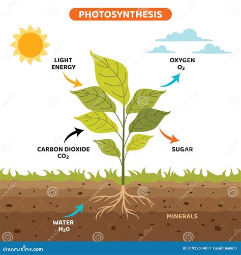 Photosynthesis Process Tree Produce Oxygen Using Rain And Sun Process