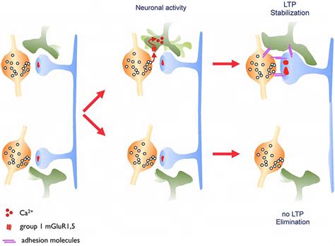 Astrocytic Structural Plasticity Contributes To The Maintenance Of