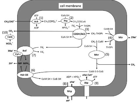 Pathway Of Aceticlastic Methanogenesis In M Acetivorans Ack Acetate