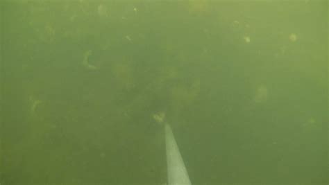 Figure A1 4 Benthic Invertebrate Sampling Station 04 Off Reef Site