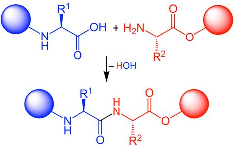 Peptide Synthesis Service Mtoz Biolabs