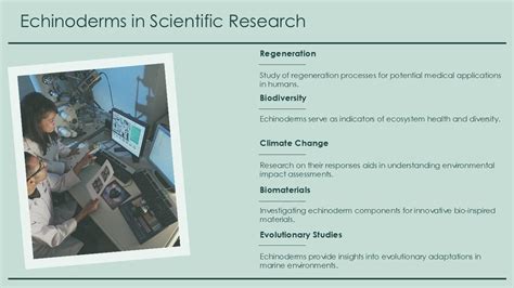 Echinoderms In Scientific Research Echinodermata Characteristics Ppt Graphics Acp Ppt Template