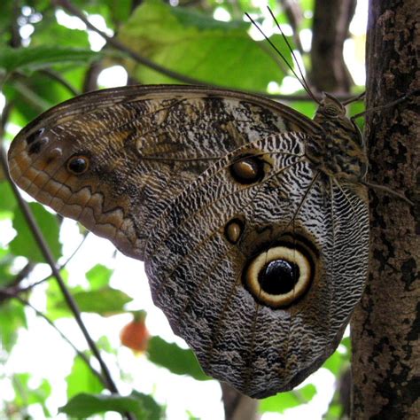 Owl Butterfly