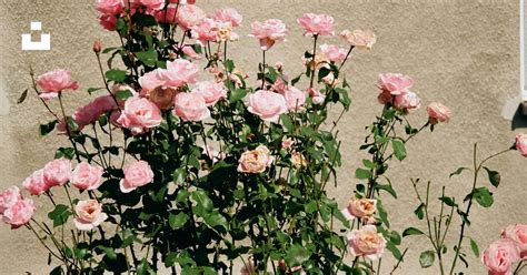 건물 앞의 분홍색 장미 덤불 사진 Unsplash의 무료 크라쿠프 이미지