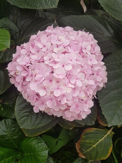 Hydrangea Flowers Garden Pink - Free photo on Pixabay - Pixabay