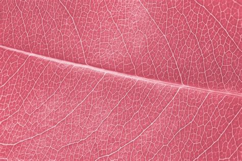 Textura De Folha Macro Rosa Vermelha Colorida Com Belo Relevo De Planta