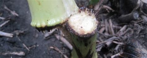 Physoderma Brown Spot And Stalk Rot Champion Seed
