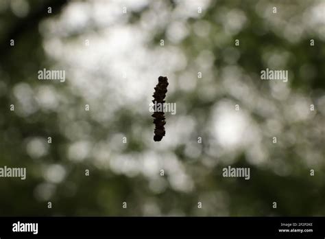 Hanging From A Tree On A Thin String Stock Photo Alamy