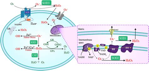 Illustration Depicting Intracellular Ros Generation And Balance The Download Scientific