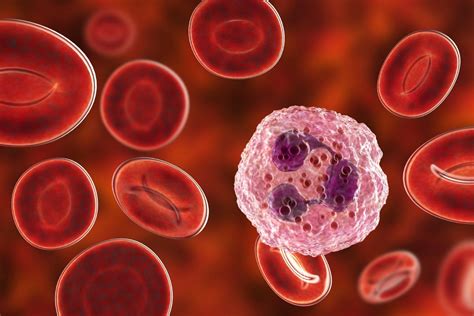 34 Facts About Neutrophil