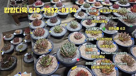 💝판매종료💝 캉캉다육 쪼꼬미 이쁜아가들 귀둥이들 선별판매 최대80 할인 🥰 구독자님들 많은참여 바랍니다 Youtube