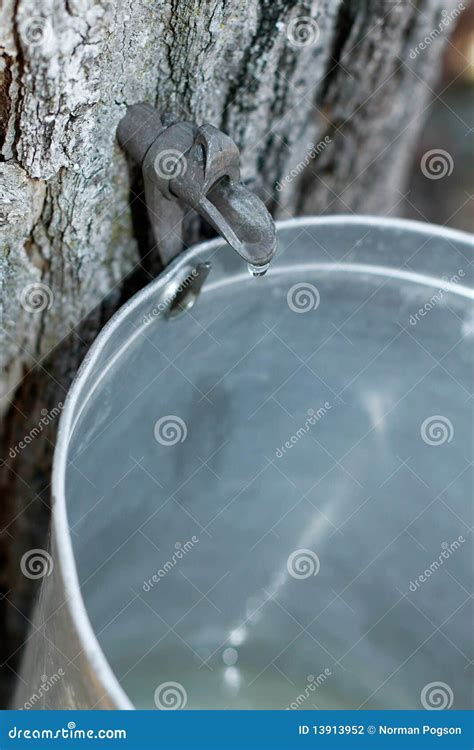 Maple Sap Stock Photo Image Of Nature Collect Tree 13913952