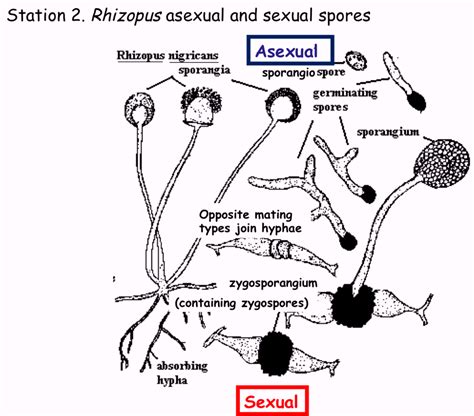 Rhizopus Sporangium Science 2010 Conrad Flashcards Micro Photos