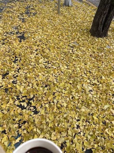 잡갤러 냄새 맡아랏 연예인잡담 에펨코리아