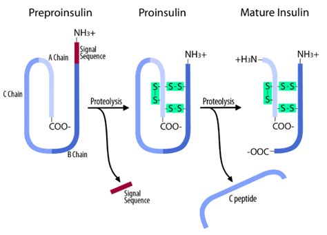 Figure 1 Processing Of Preproinsulin The Signal Peptide Sequence