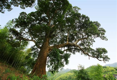 树 高清图片，堆糖，美图壁纸兴趣社区