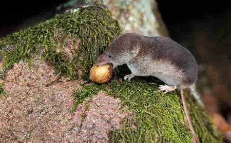 What Do Shrews Eat