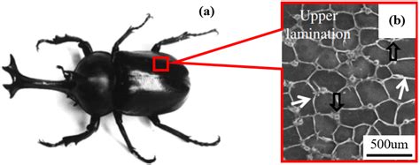 Energy Absorption Characteristics Of Polygonal Bio Inspired Honeycomb Column Thin Walled