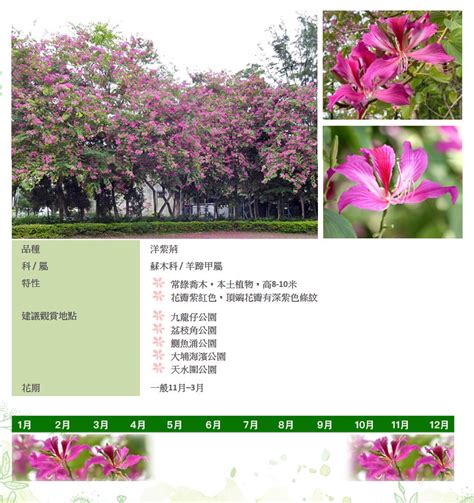 賞花情報｜香港一年四季常見植物花期＋觀賞地點一覽 12 04 20230311 熱點 即時新聞 明報新聞網